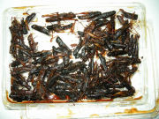 inago.jpg (inago.jpg) ダウンロード | Web公開 | uploader.jp