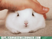 322.gif (322.gif) ダウンロード | Gif② | uploader.jp